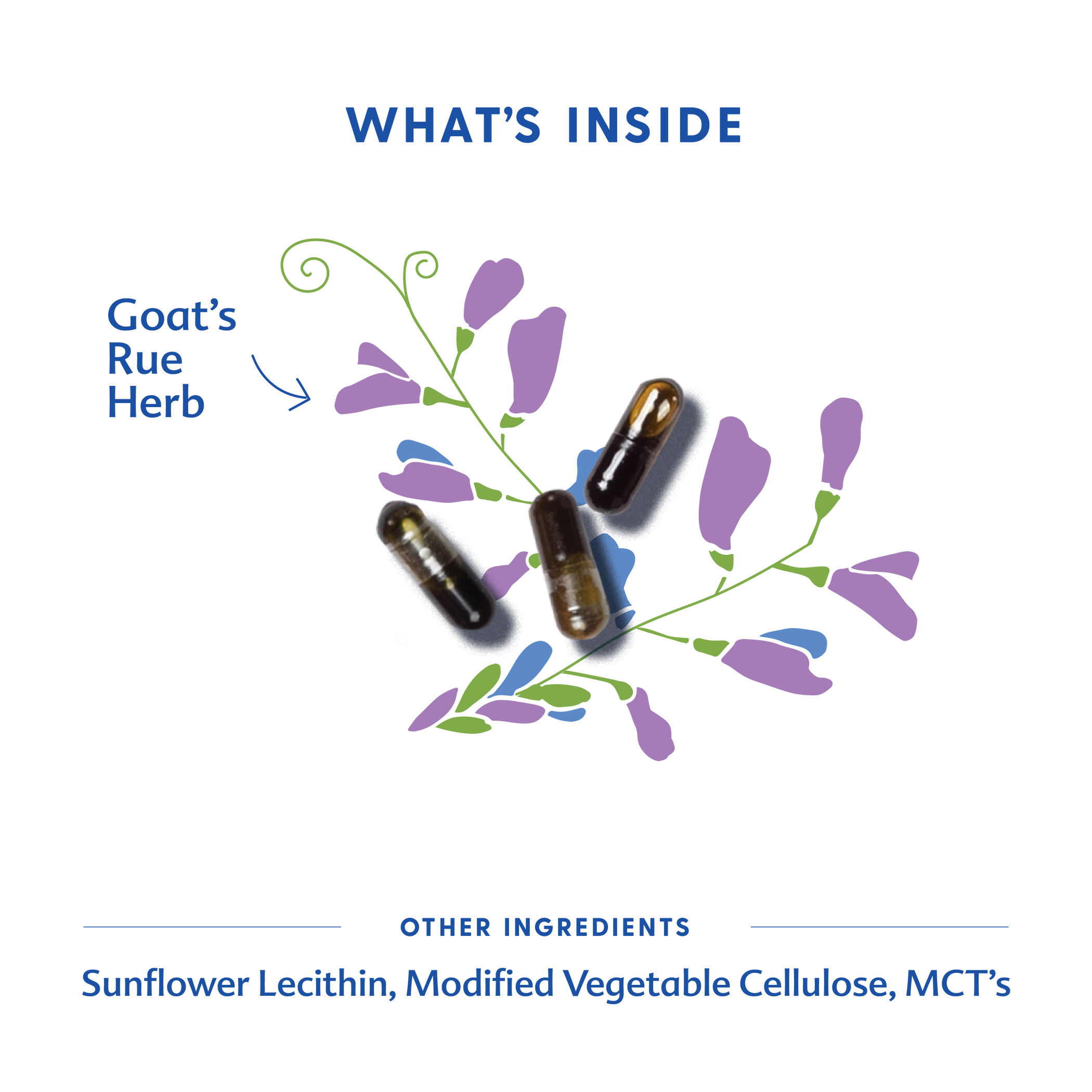 Goat's Rue Capsules | Motherlove – Motherlove Herbal Company